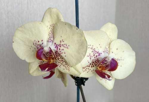 Орхидея I-Hsin Sport Leopard Peloric