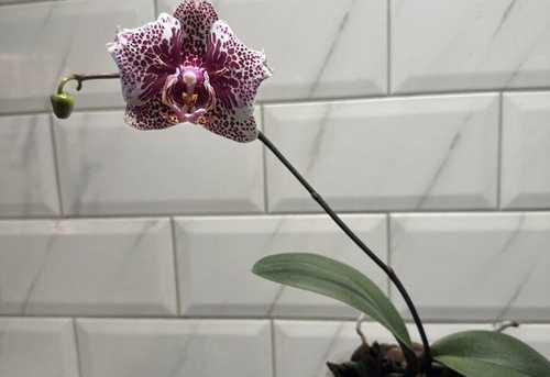 Орхидея от Son Ya Dragon Maple "бабочка"