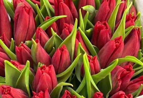 Тюльпаны мелкий и крупный опт к 8 марта