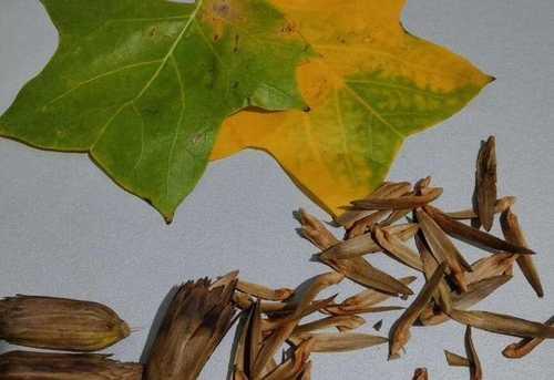 Лириодендрон – тюльпановое дерево (семена)