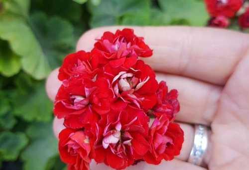 Герань (пеларгония) розебудная красная