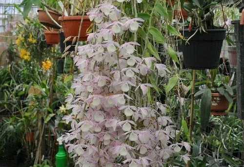Dendrobium pierardii x loddigesii