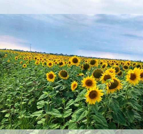 Лимагрейн семена подсолнуха