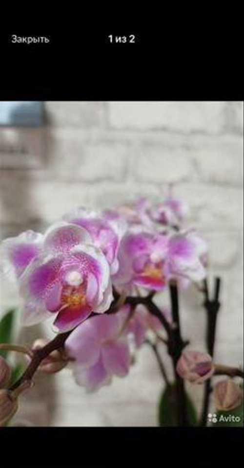 Орхидея бабочка Pink Dream