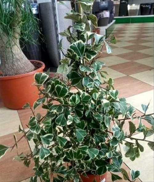 Фикус Триангулярис