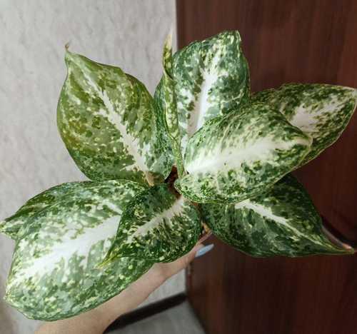 Тайские аглаонемы