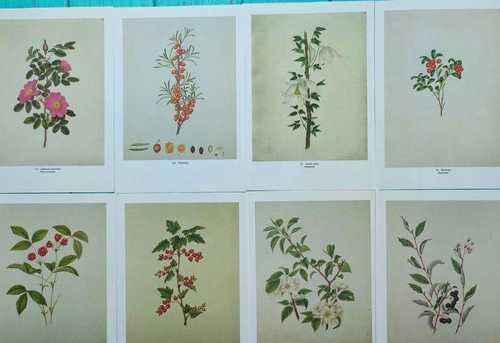 Ботаническиие иллюстрации цветы, животные