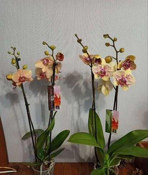 Орхидея Саммер Бриз,Черный шар "Золотой дракон"