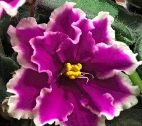 Фиалка ек перуанская лилия фото