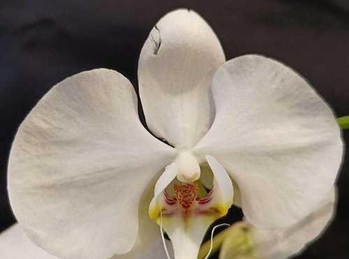 Орхидея цветущая белая 2 цветоноса