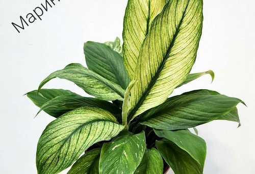 Спатифиллум Cannifolium white variegata