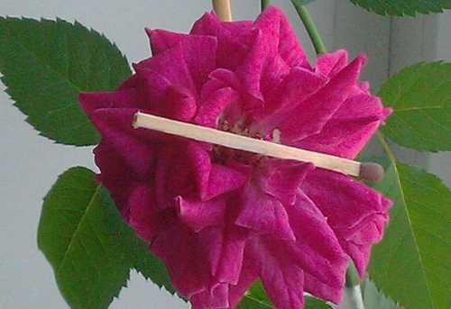 Роза малиновая, бенгальская