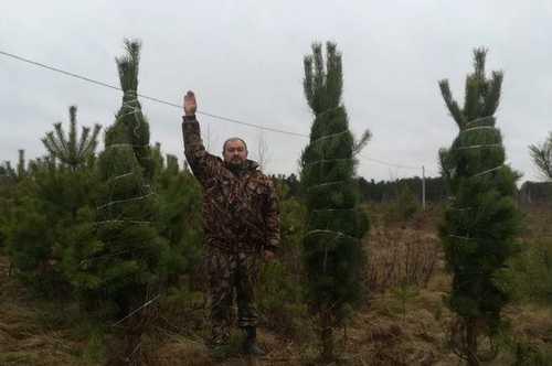 Ель сосна береза дуб липа клен