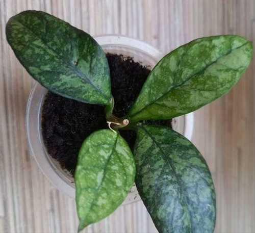 Хойя Hoya crassipetiolata (splash) from Vietnam