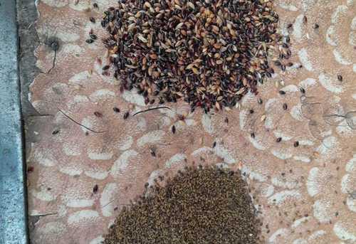 Семена суданка люцерна эспарцет разная трава