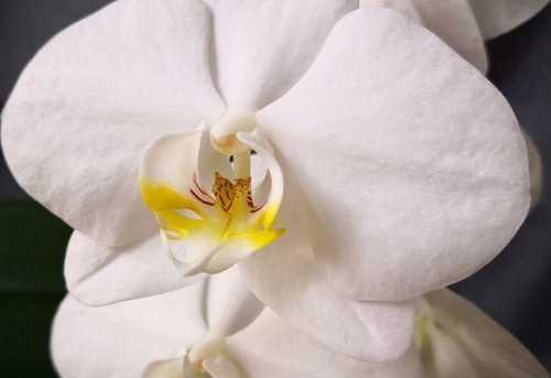 Орхидея фаленопсис Cambridge (Кембридж)