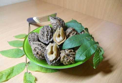 Маньчжурский думбейский амурский орех
