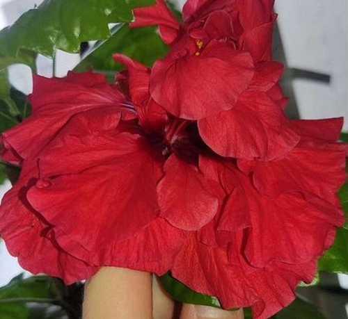 Гибискус китайская роза. Красный махровый