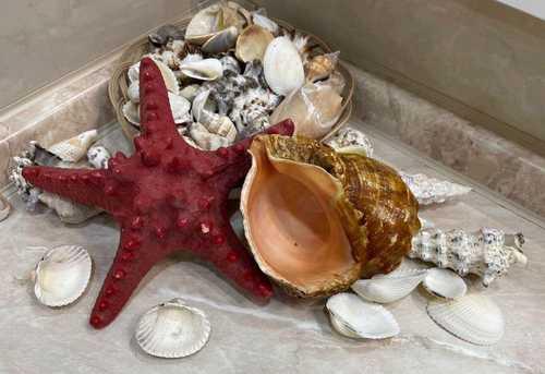 Коллекция из ракушек и морской звезды