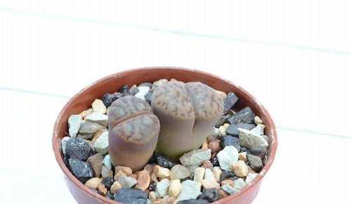 Lithops sp. (Литопс) (SCT28950)