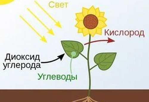 Быстрорастущее дерево -30000kg CO2