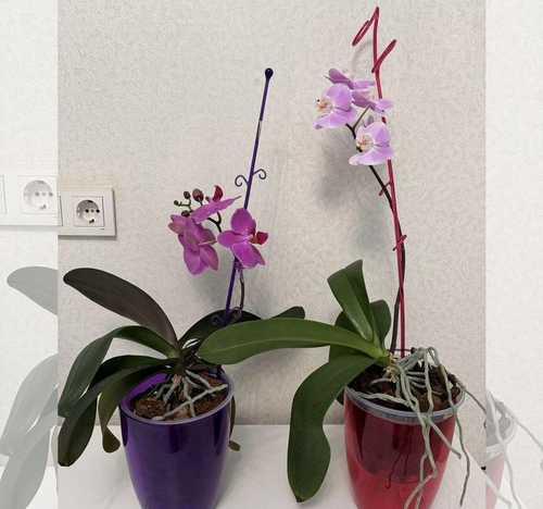 Орхидея фаленопсис