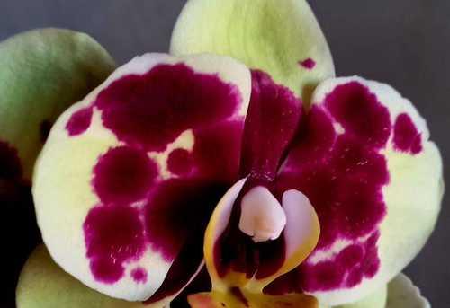 Орхидея Amadora