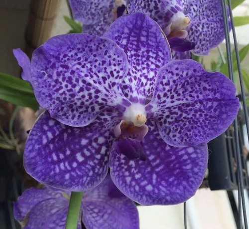 Орхидея Ванда. somsri Pink x Golamgo Blue Magic