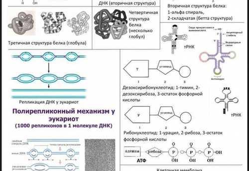 Картинки рохлов ЕГЭ