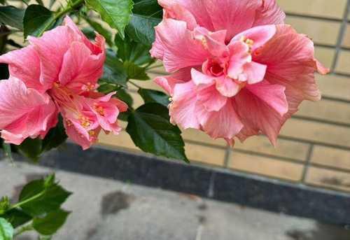 Гибискус Китайская роза розовая 100 см