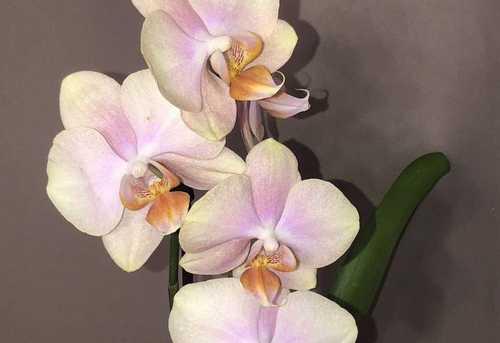 Неоновая орхидея фаленопсис Peaches Персики