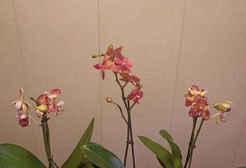 Орхидеи: Пелоры/Бабулетки Калейдоскоп и Bolzano