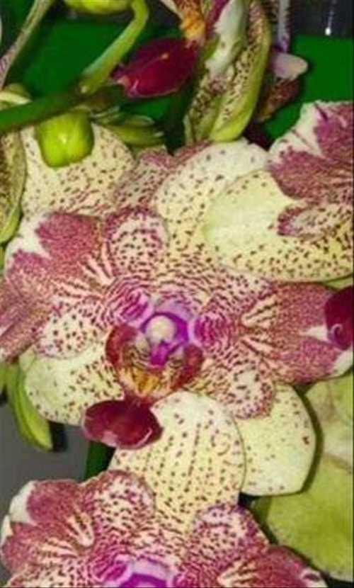 Орхидея фаленопсис бабочка Майя