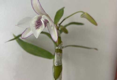 Дендробиумы орхидея разные