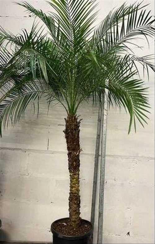 Большая Финиковая Пальма