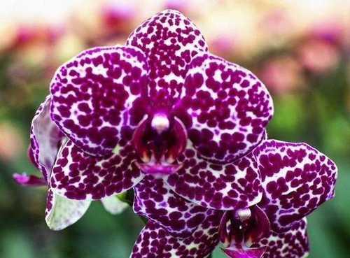 Орхидея фаленопсис дикий кот