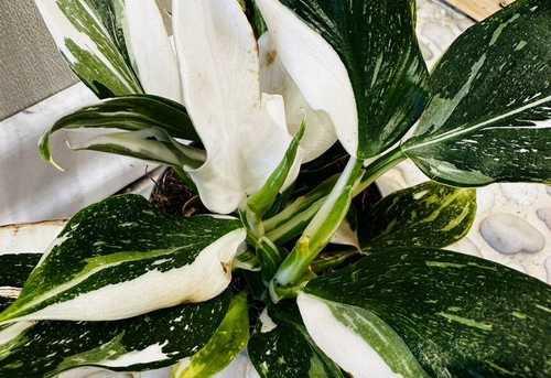 Филодендрон вайт wizard