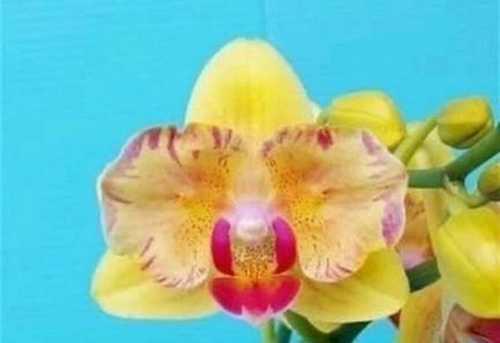 Орхидея фаленопсис рf 5007