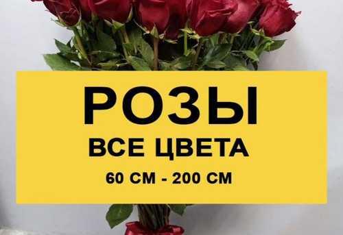 Длинные розы до 2 метров