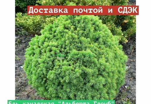 Ель канадская Альберта Глоуб