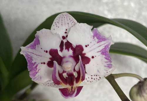 Цветущая Орхидея Younghome Summer (peloric)