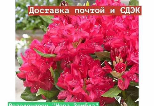 Рододендрон Нова Зембла