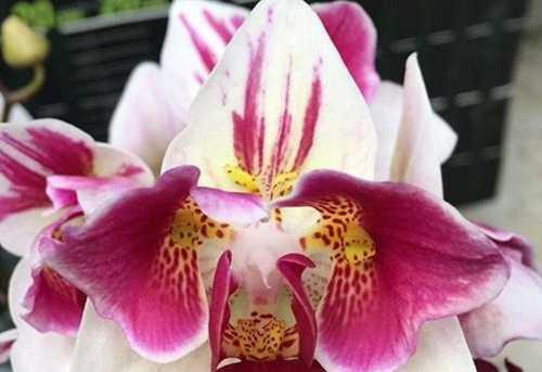 Орхидея пелорик Little Gem Stripes