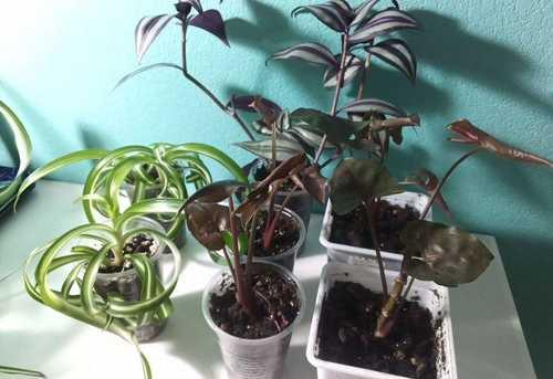 Растения комнатные маленькие