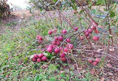 Айва японская крупноплодная семена