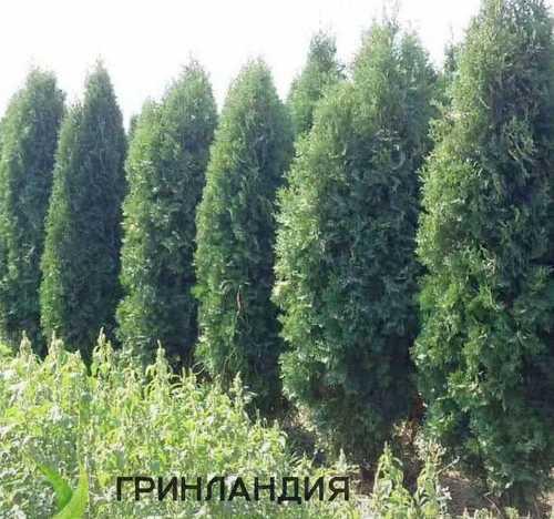 Туя колумна 1,5 м