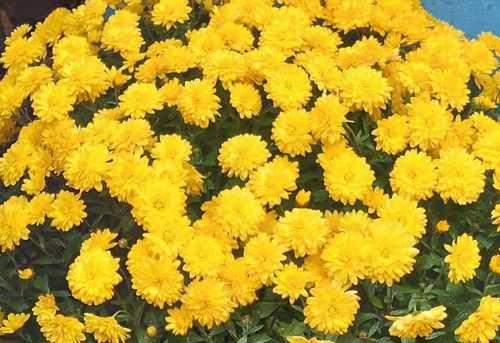 Хризантема Мультифлора желтая укорененные черенки