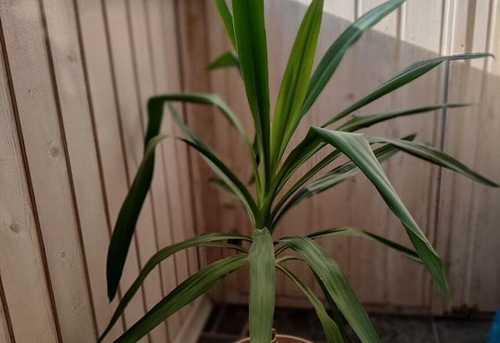 Пальма юкка, молодое растение 85см