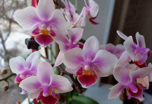 Орхидея фаленопсис детки