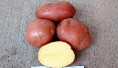 Картофель семенной